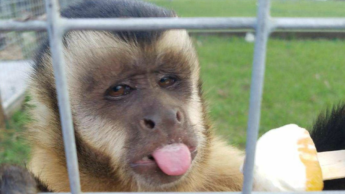 Monkey missing in Pasco County has been found, owner says | wtsp.com