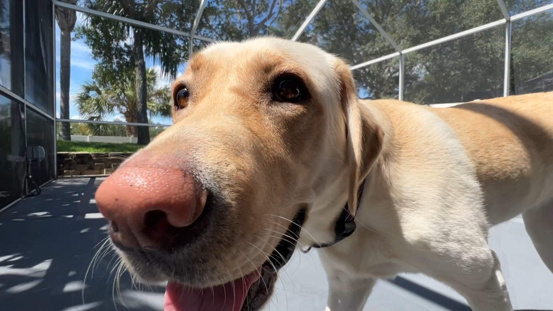 Florida Gold Star family receives Southeastern Guide Dog | wtsp.com