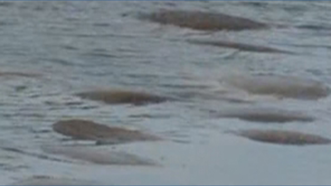 Tampa Electric’s manatee viewing center busy during winter break | wtsp.com