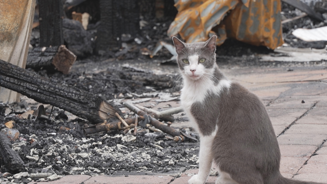 Lakeland-area woman Loretta Pickard dies waiting for Polk County Fire ...