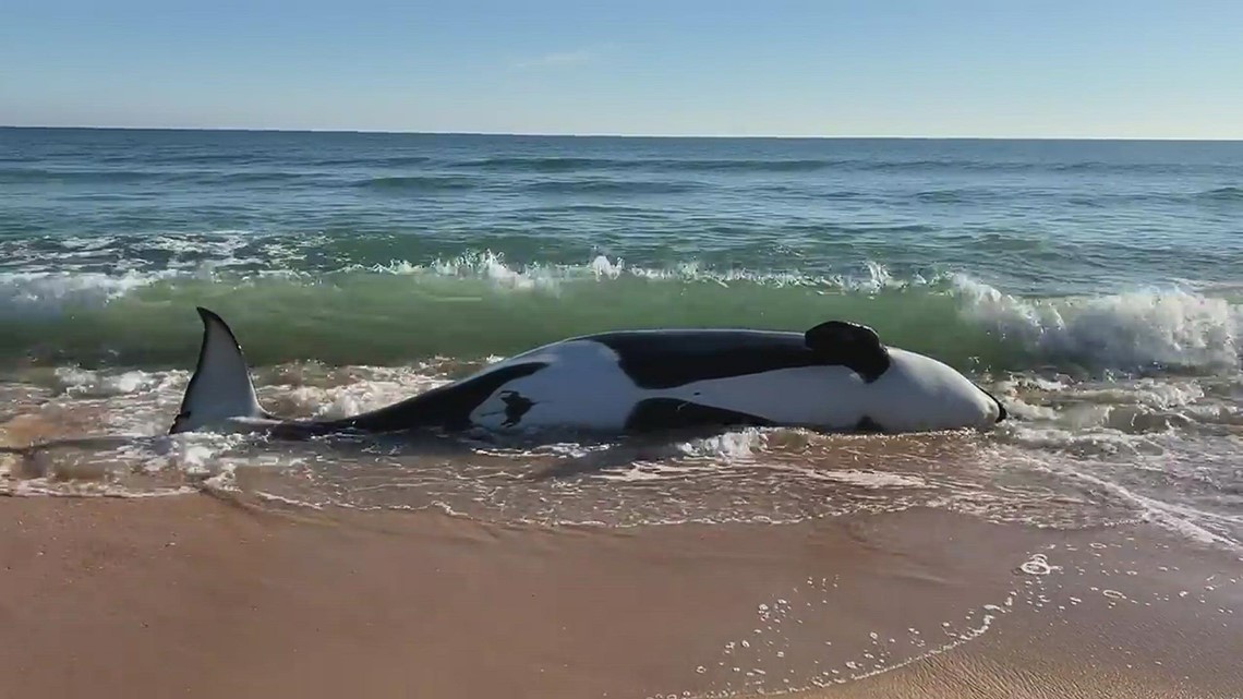 21-foot orca beached on Northeast Florida coast | wtsp.com