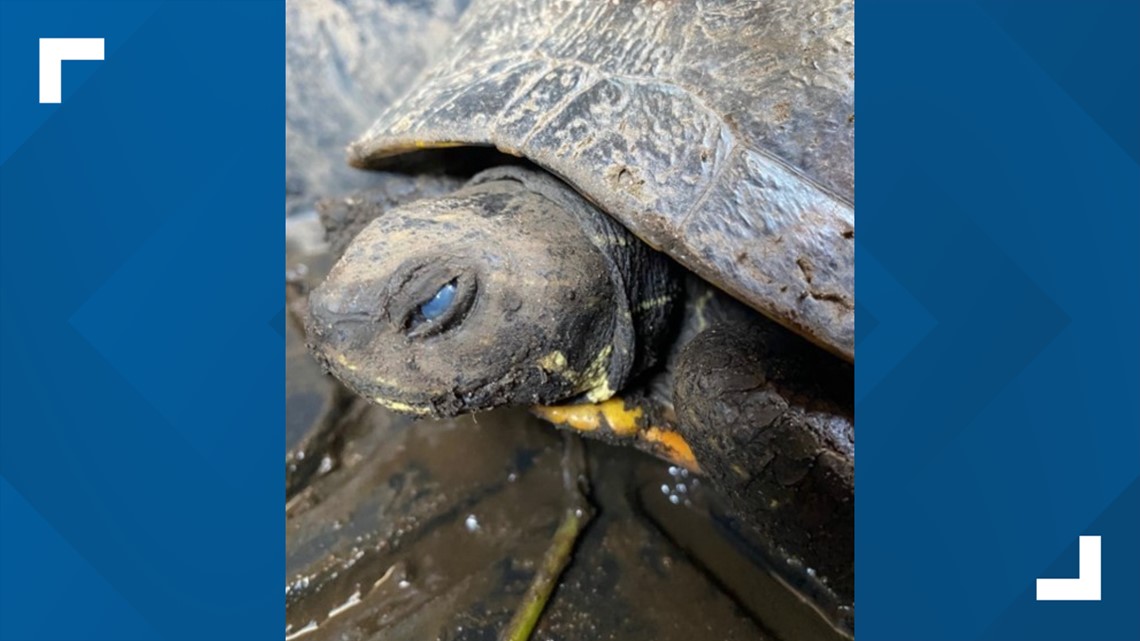 Florida freshwater turtles at risk for deadly virus: How to help | wtsp.com