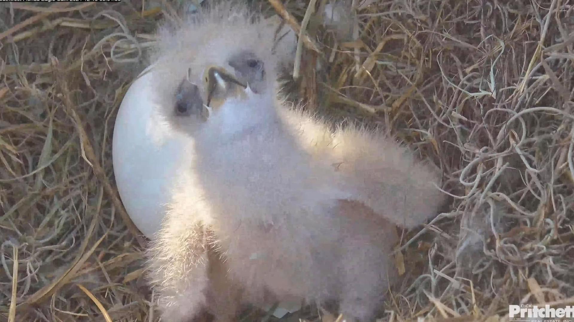 Live eagle cam: 2nd baby eagle hatches; parents taking care of both ...
