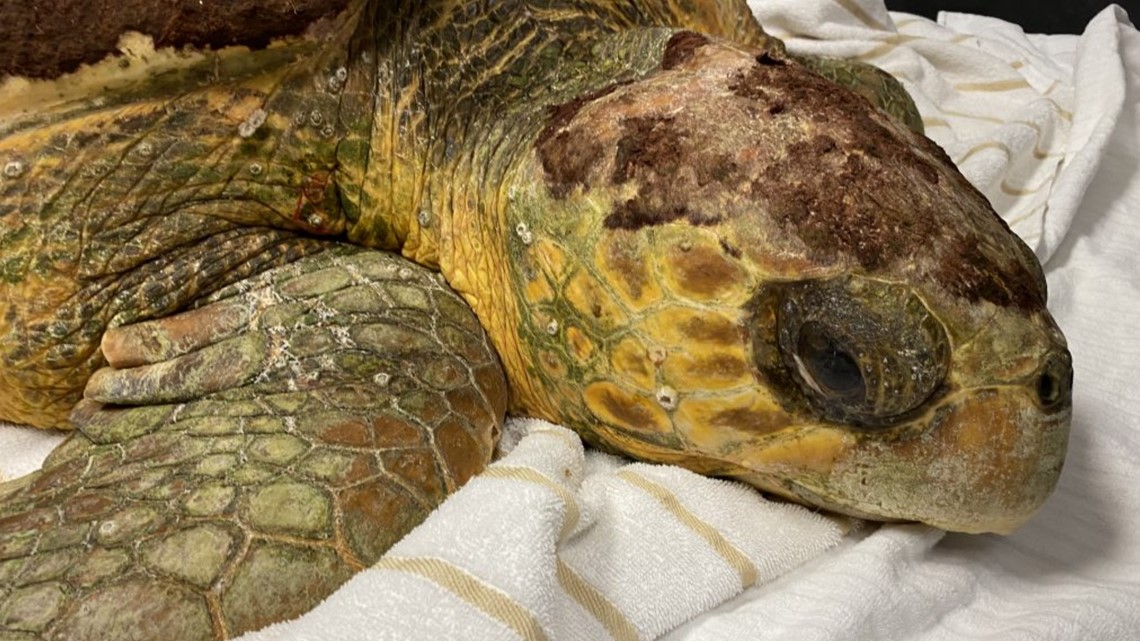 200-pound loggerhead turtle released back into Gulf | wtsp.com