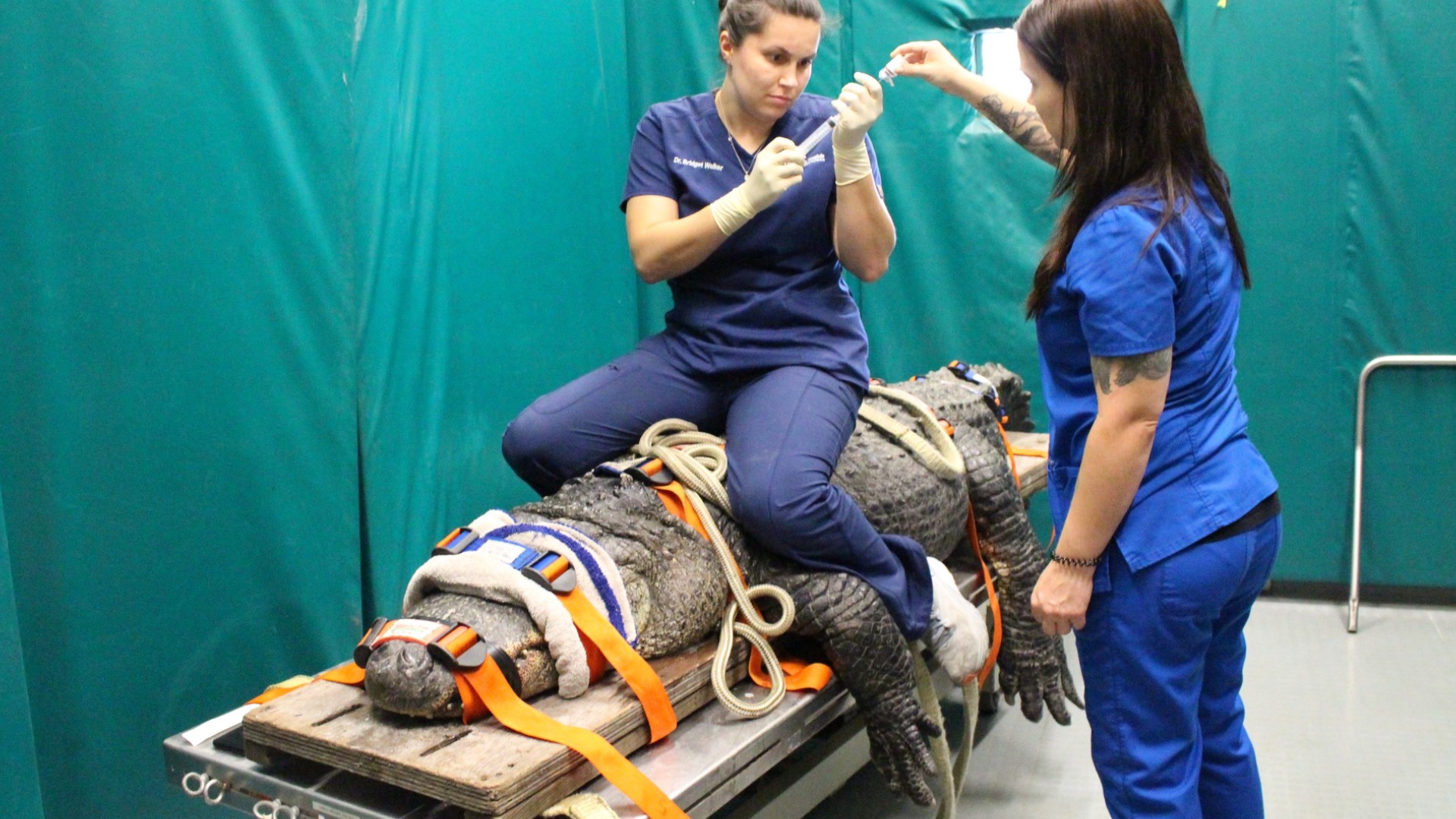 Gallery: Huge alligator gets a CT scan at UF's veterinary school | wtsp.com