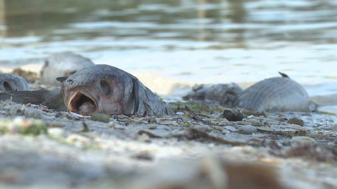 Red tide strikes at Sarasota, Manatee County beaches | wtsp.com