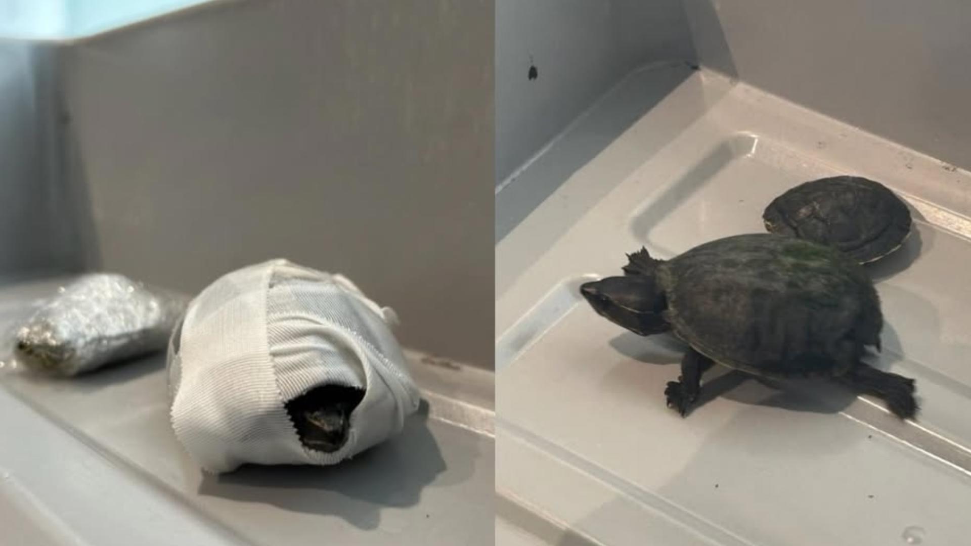 Florida woman caught hiding turtles in bra at Miami airport TSA | wtsp.com