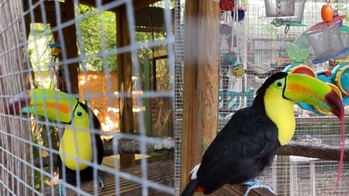Search ongoing for toucan stolen from Tampa animal sanctuary | wtsp.com