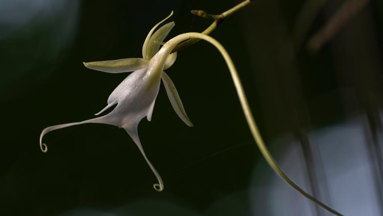 USFWS pushes to list ghost orchid as endangered | wtsp.com