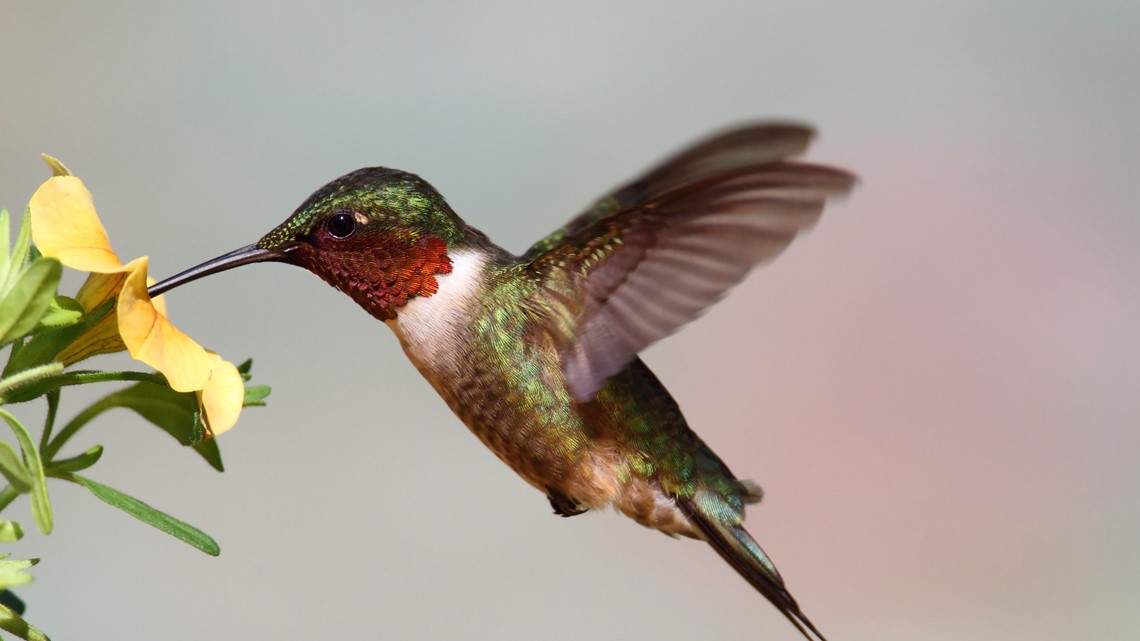 Hummingbird migration: Birds spotted in Tampa area, heading north ...