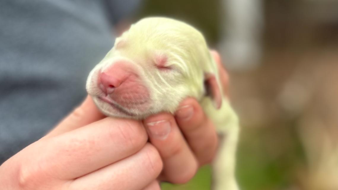 Meet Shamrock: Green golden retriever born with rare tint to fur | wtsp.com