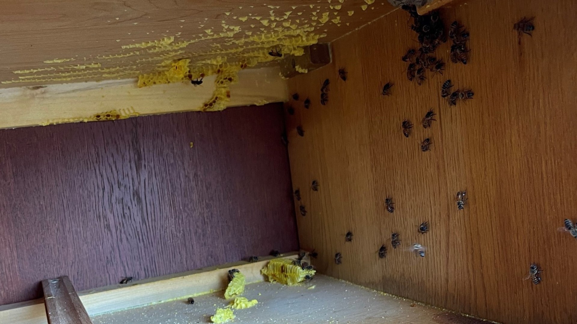Florida sheriff's office finds 8,000 bees in evidence lot | wtsp.com