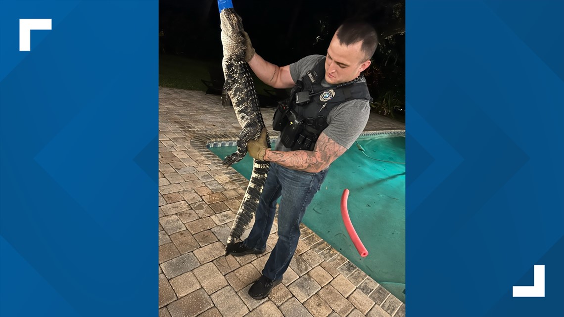 Florida officer wrangles 5-foot alligator out of homeowner's pool ...