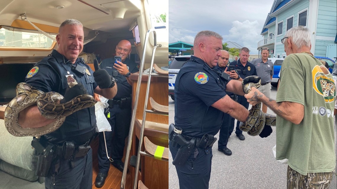 Python hitches ride on boat from Florida Keys to Marco Island | wtsp.com