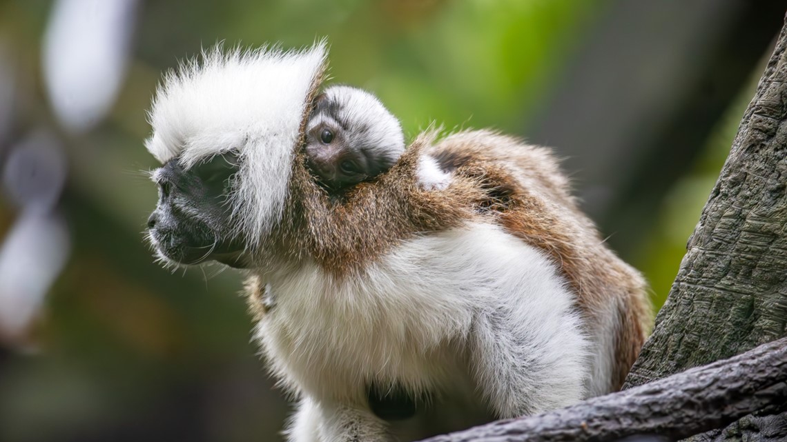 2 baby monkeys part of endangered species born at Brevard Zoo | wtsp.com
