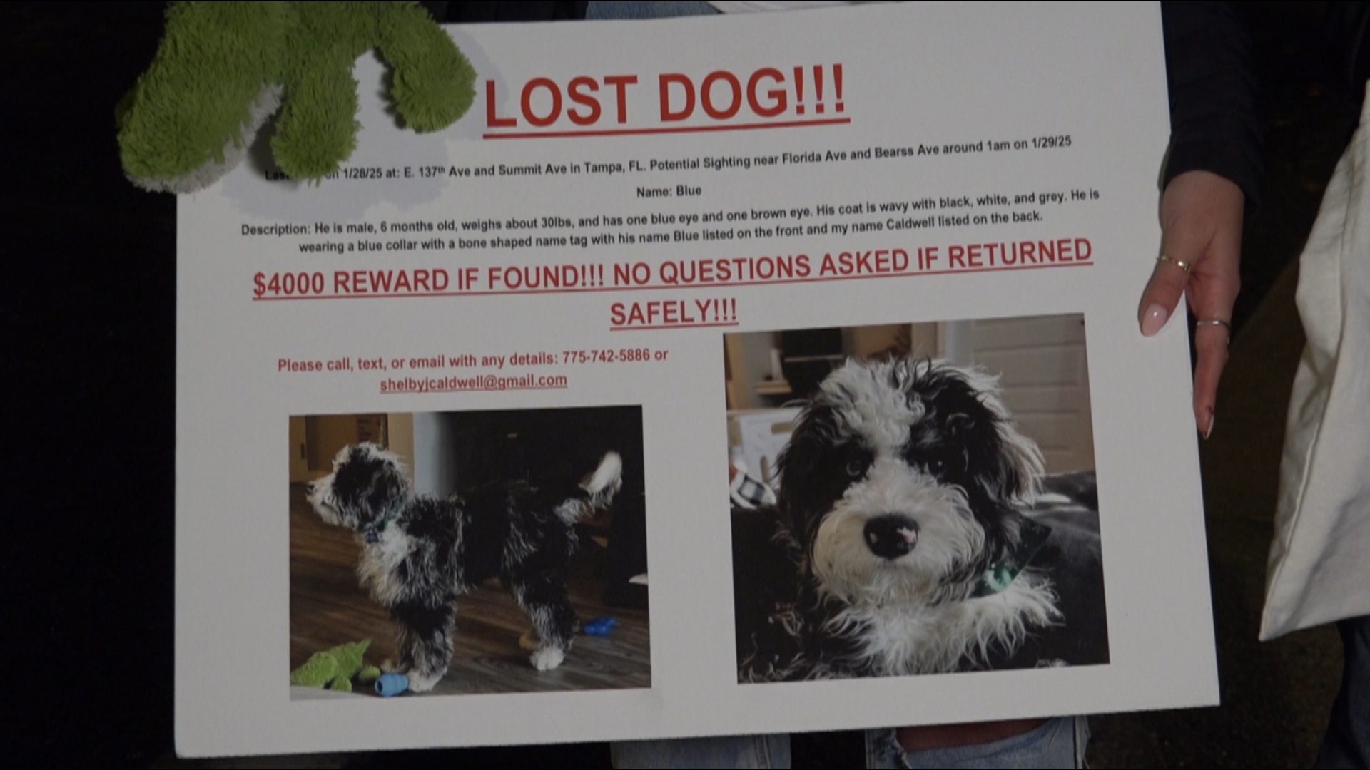 Tampa puppy goes missing while in Rover sitter's case | wtsp.com