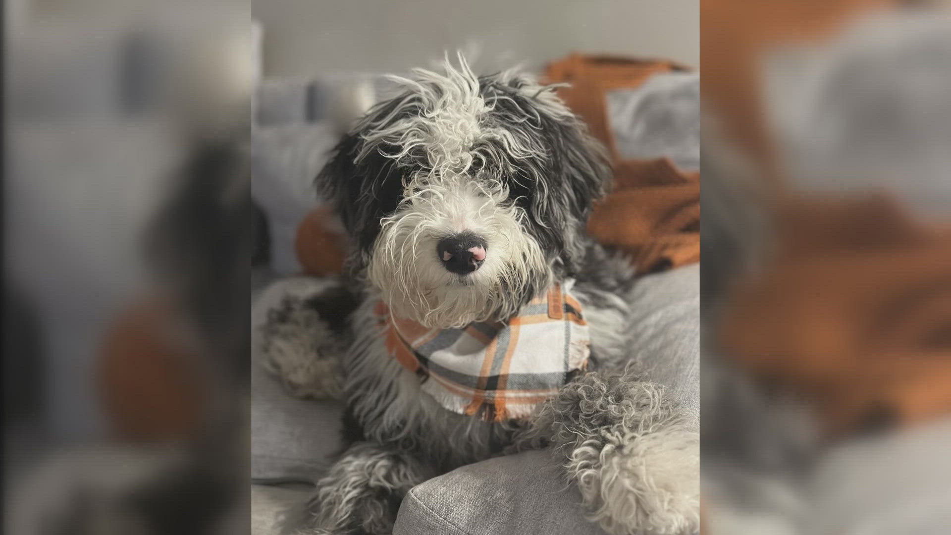 Tampa puppy goes missing while in Rover sitter's case | wtsp.com