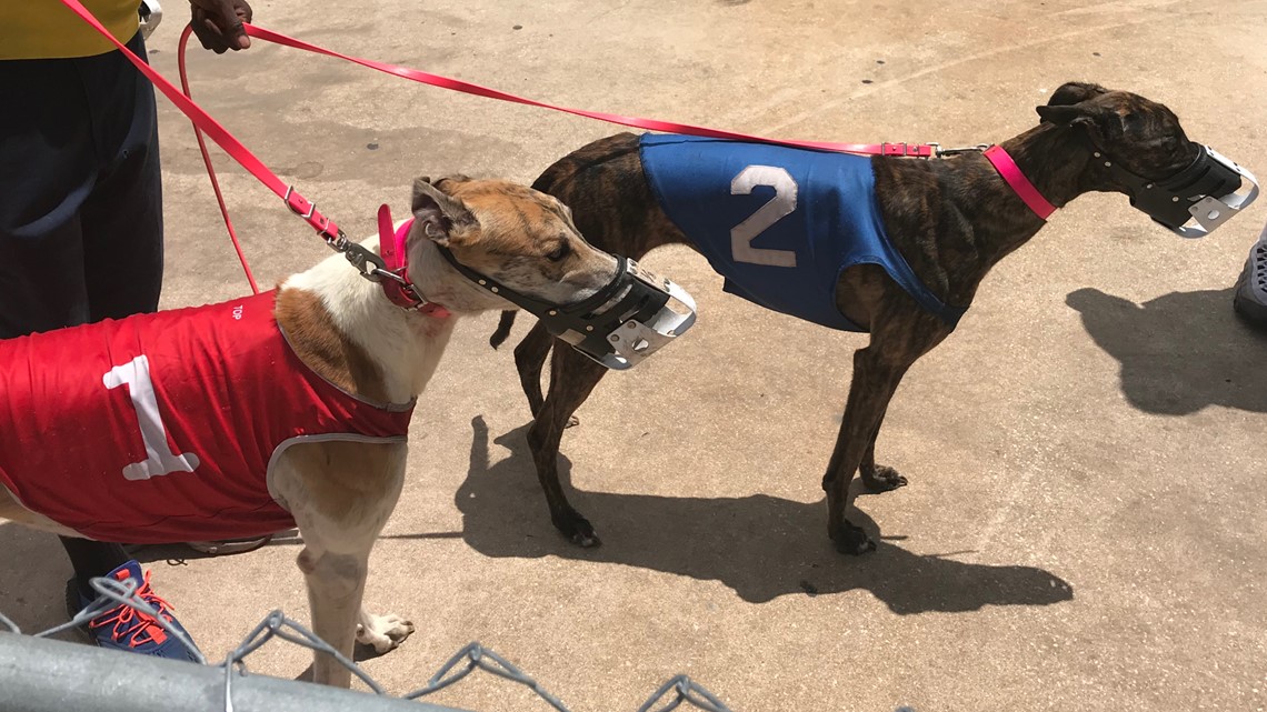 Sarasota Kennel Club will stop greyhound racing this weekend after 75 ...