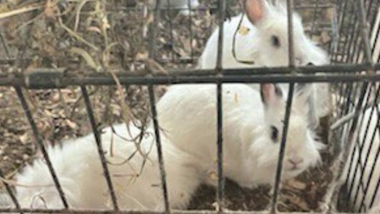Rabbits rescued from Manatee County hoarding situation | wtsp.com