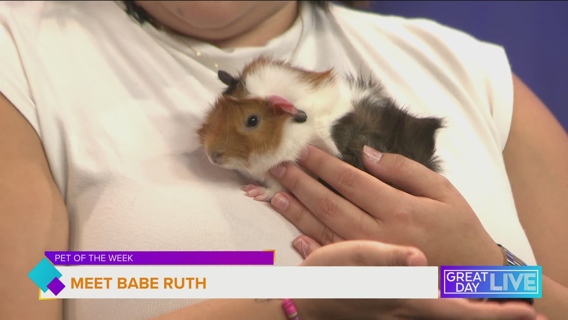 Pet of the Week: Meet Babe Ruth | wtsp.com