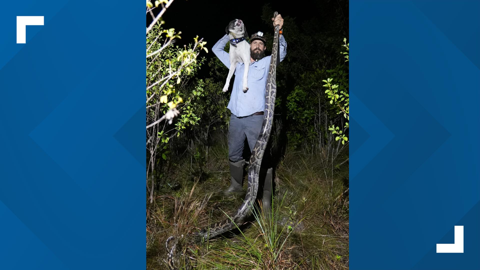 Bling dog finds blind python in Florida Everglades | wtsp.com