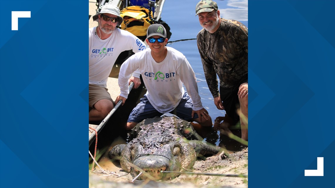 Hunters catch 920-pound gator in Central Florida | wtsp.com