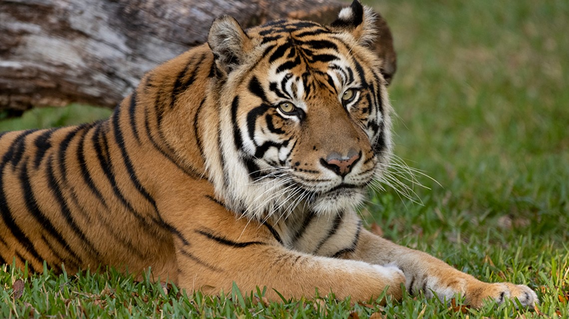 Elderly Sumatran tiger dies at Zoo Miami | wtsp.com