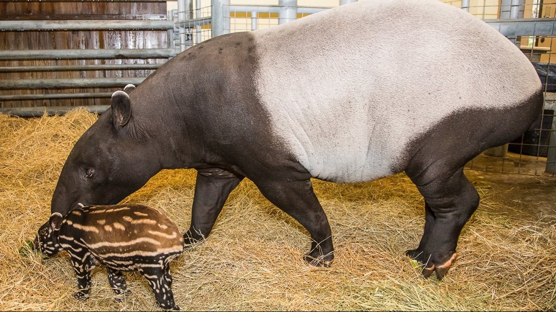 ZooTampa welcomes rare tapir calf | wtsp.com