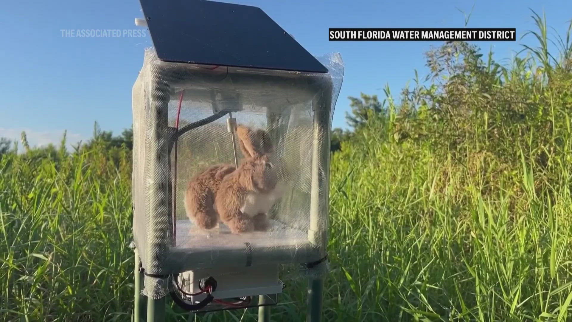 Robot rabbits the latest tool in Florida battle to control invasive ...