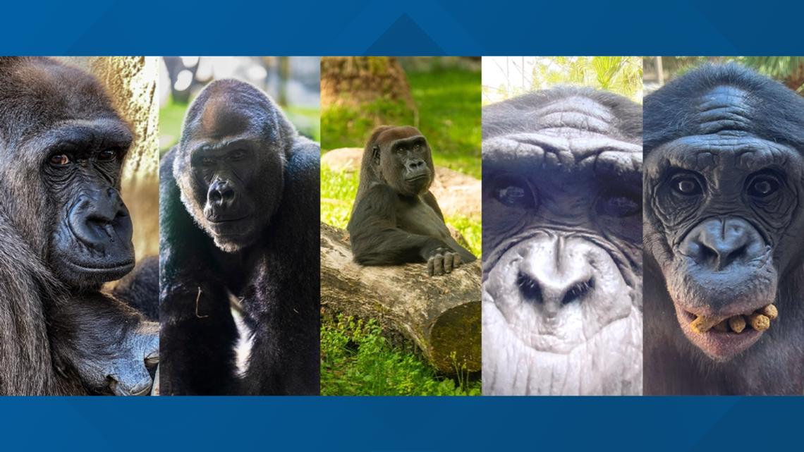 Five apes die from illness across Florida in a matter of weeks | wtsp.com