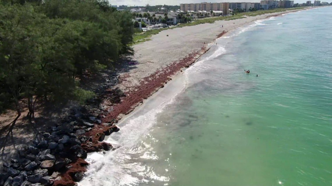 Red drift algae covers some Sarasota-area beaches | wtsp.com