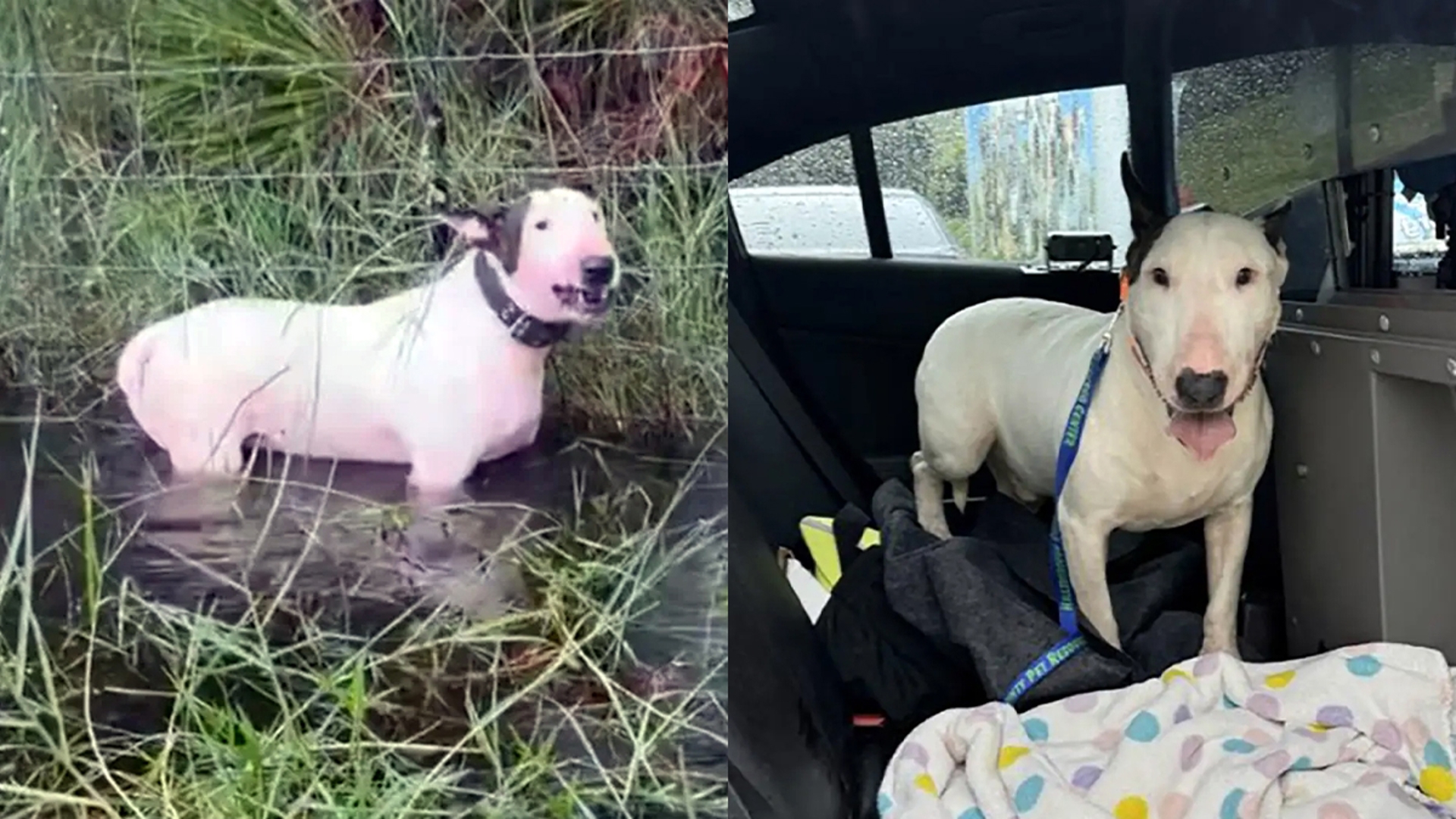 Tampa prosecutor defends dropping charges against man who left dog tied ...