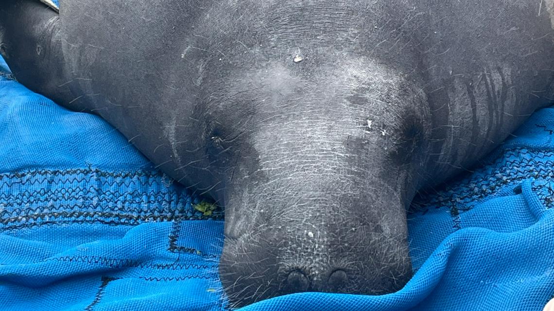 Manatee rescued from North Carolina, released in Tampa area | wtsp.com