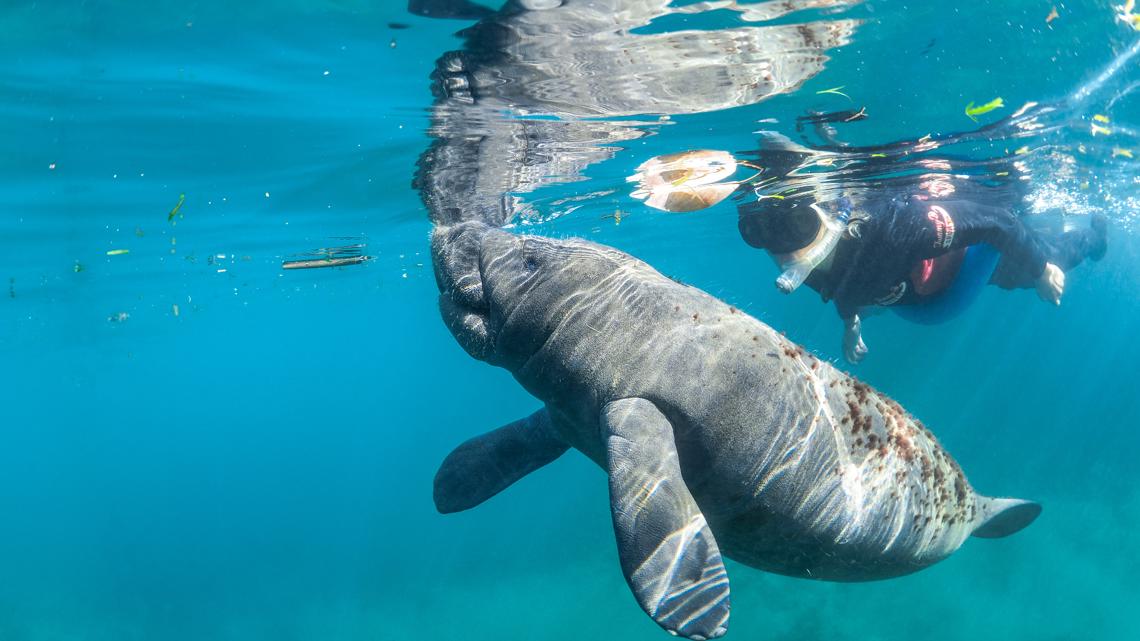 How you can swim with manatees this fall in Florida | wtsp.com