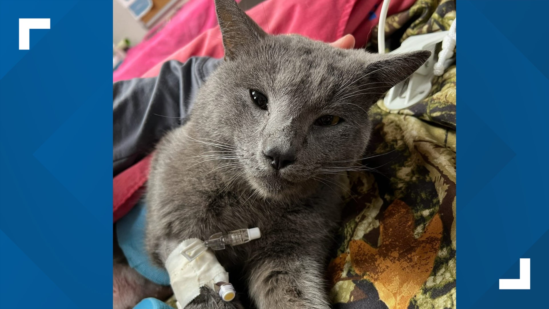 Cat shot with arrow in Pinellas Co. recovering; suspect not found ...
