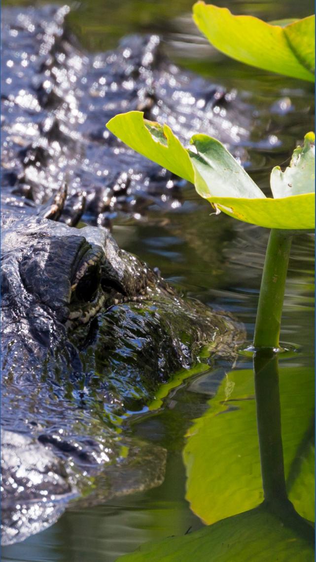 FWC investigating viral video of influencer shooting at alligator in ...