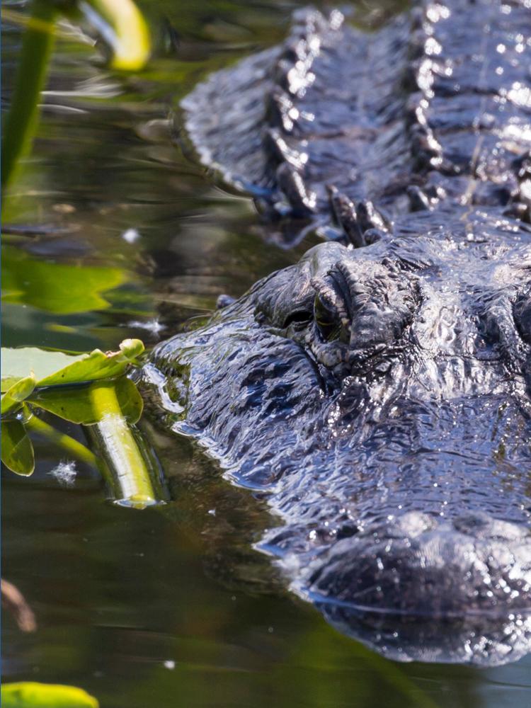 FWC investigating viral video of influencer shooting at alligator in ...