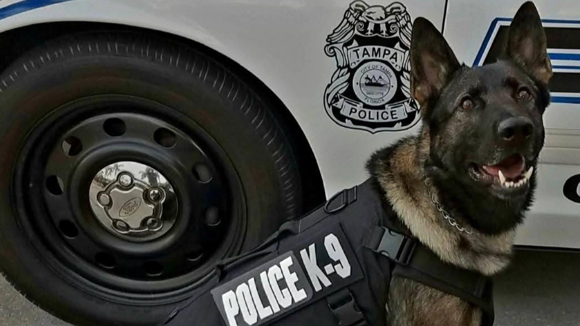 'Cherished companion': Tampa Police Department announces the passing of ...