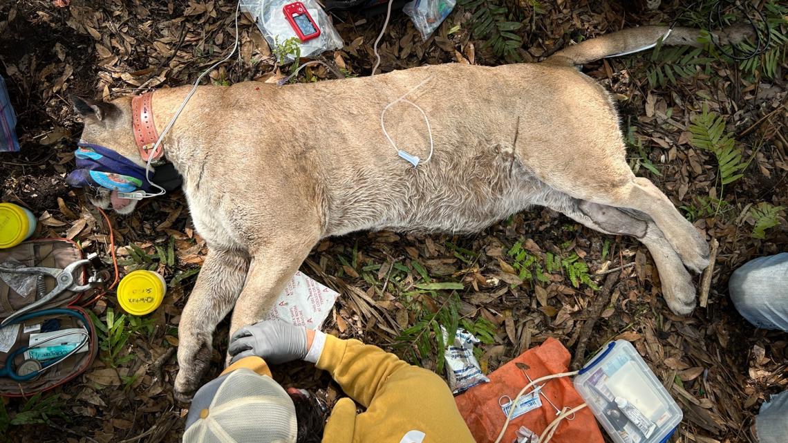 Record-setting Florida panther captured by FWC | wtsp.com