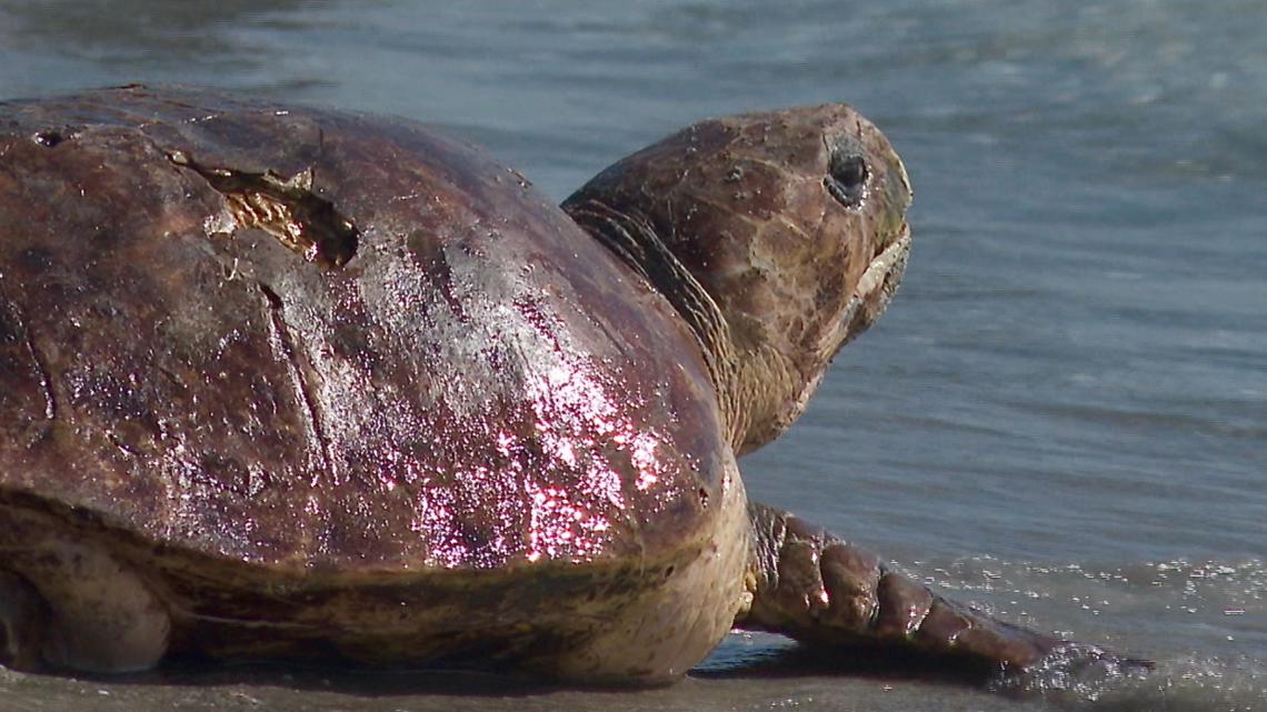 Sea turtle released back into ocean after rehabilitating in South Florida | wtsp.com