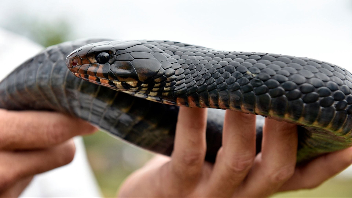 FWC looks to research Eastern indigo snake | wtsp.com