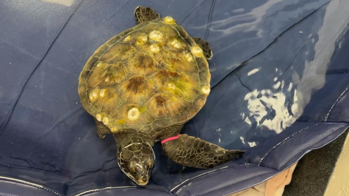 Florida Aquarium reaches capacity with cold-stressed sea turtle rescues ...