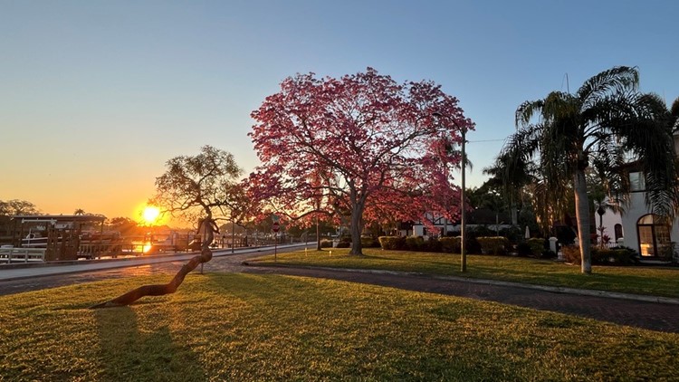 Giant pink trumpet tree's flowers bloom in St. Pete neighborhood | wtsp.com