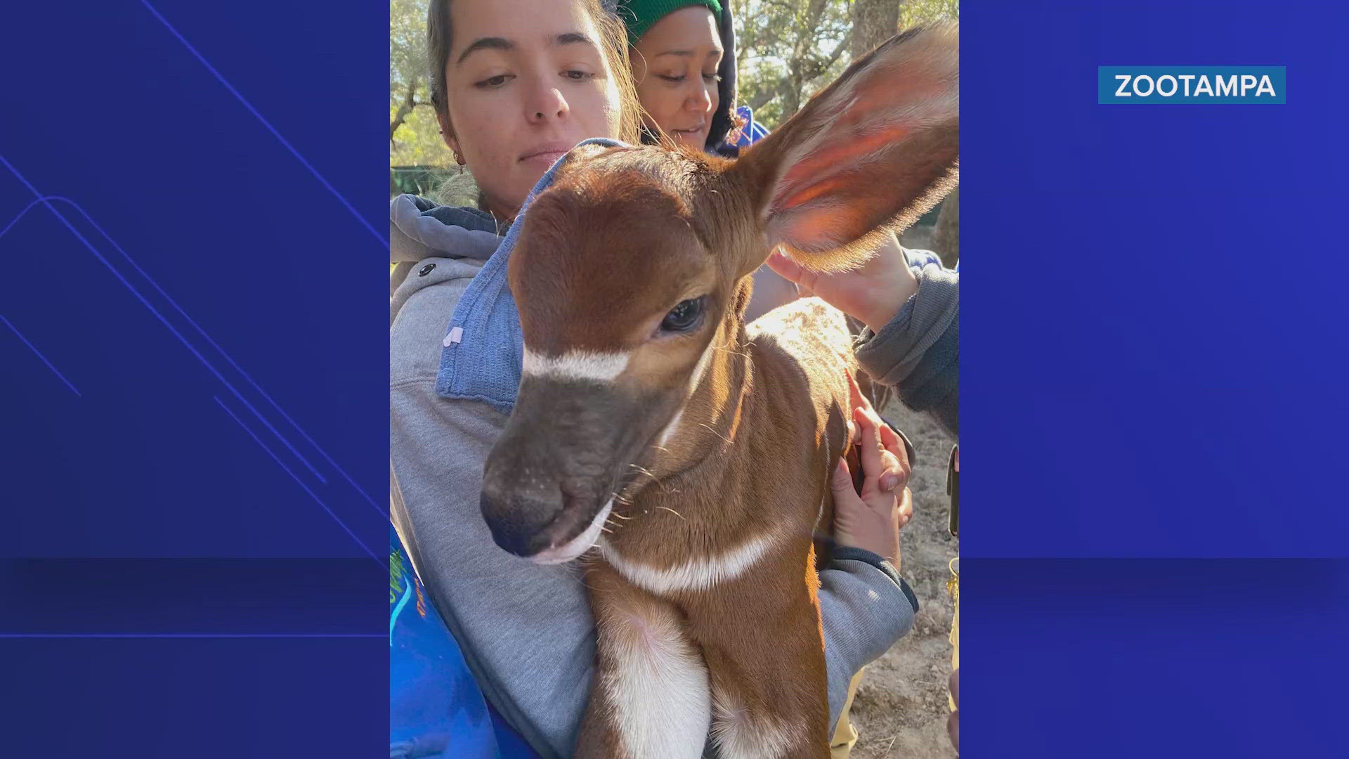 New baby animal is born at ZooTampa | wtsp.com