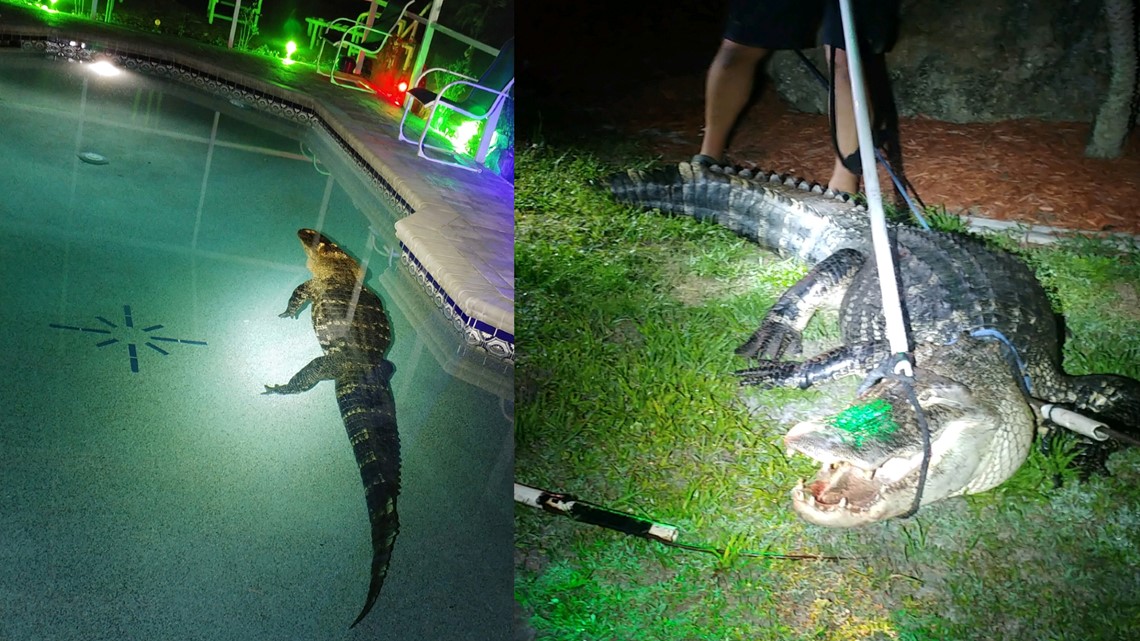 Alligator breaks into pool in Charlotte County, Florida | wtsp.com