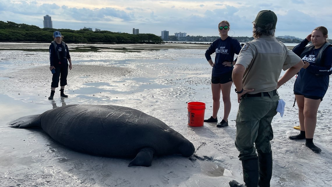 11-foot manatee found stranded on Bird Island | wtsp.com
