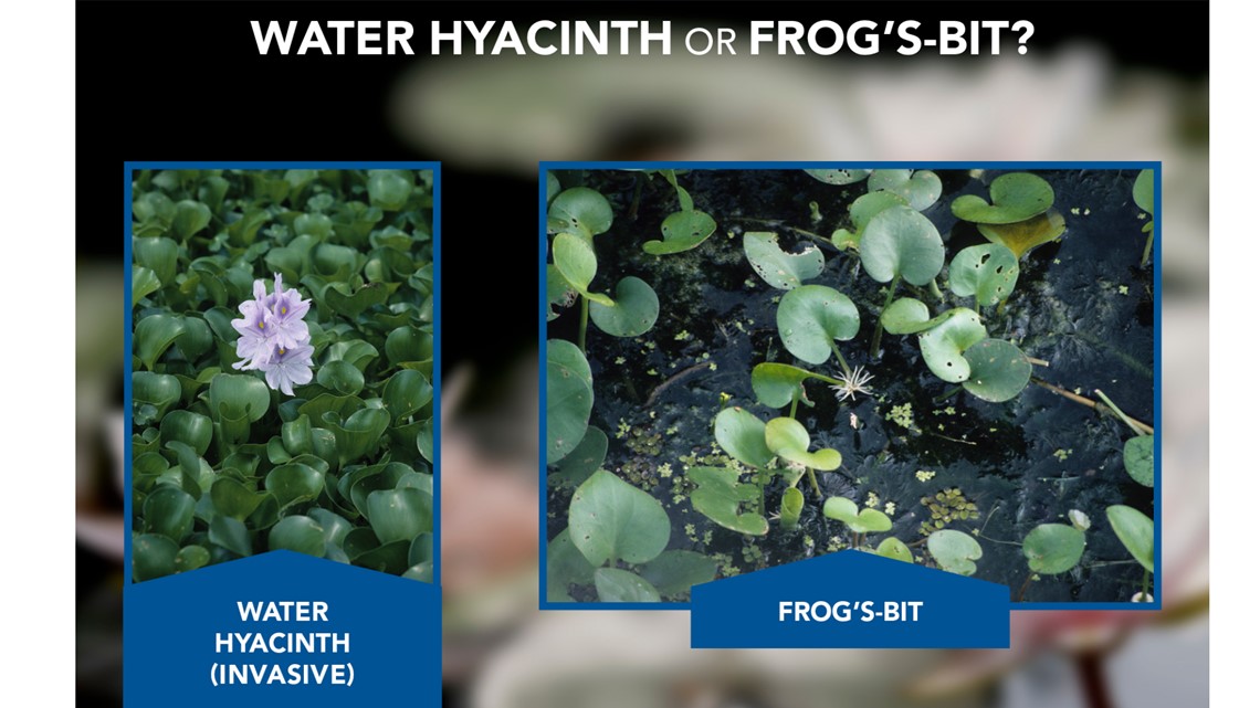 Top 10: Misidentified Florida animals, plants and insects | wtsp.com