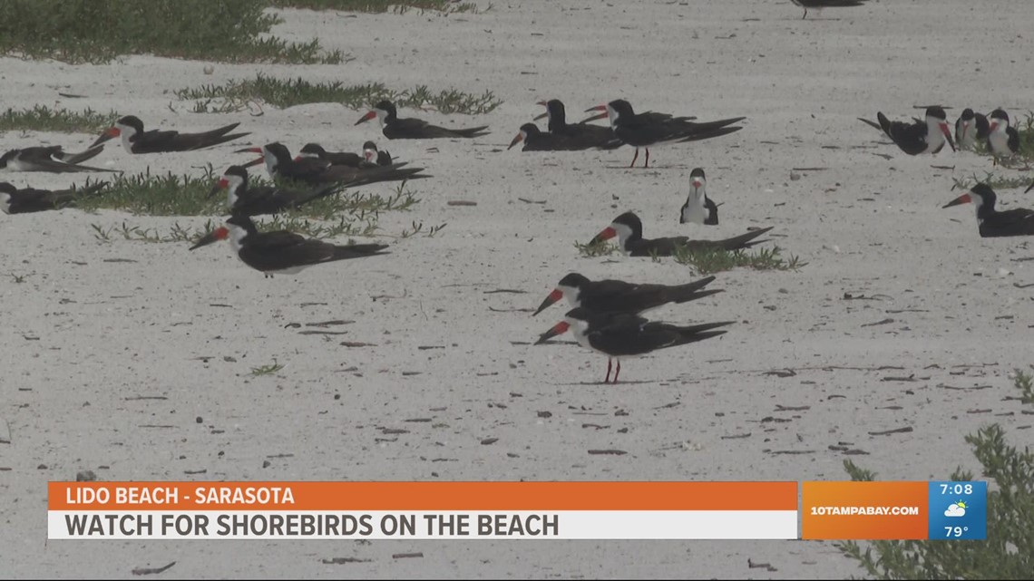 Frank Wiley | wtsp.com