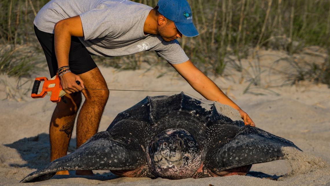 800-pound leatherback turtle spotted in Florida | wtsp.com