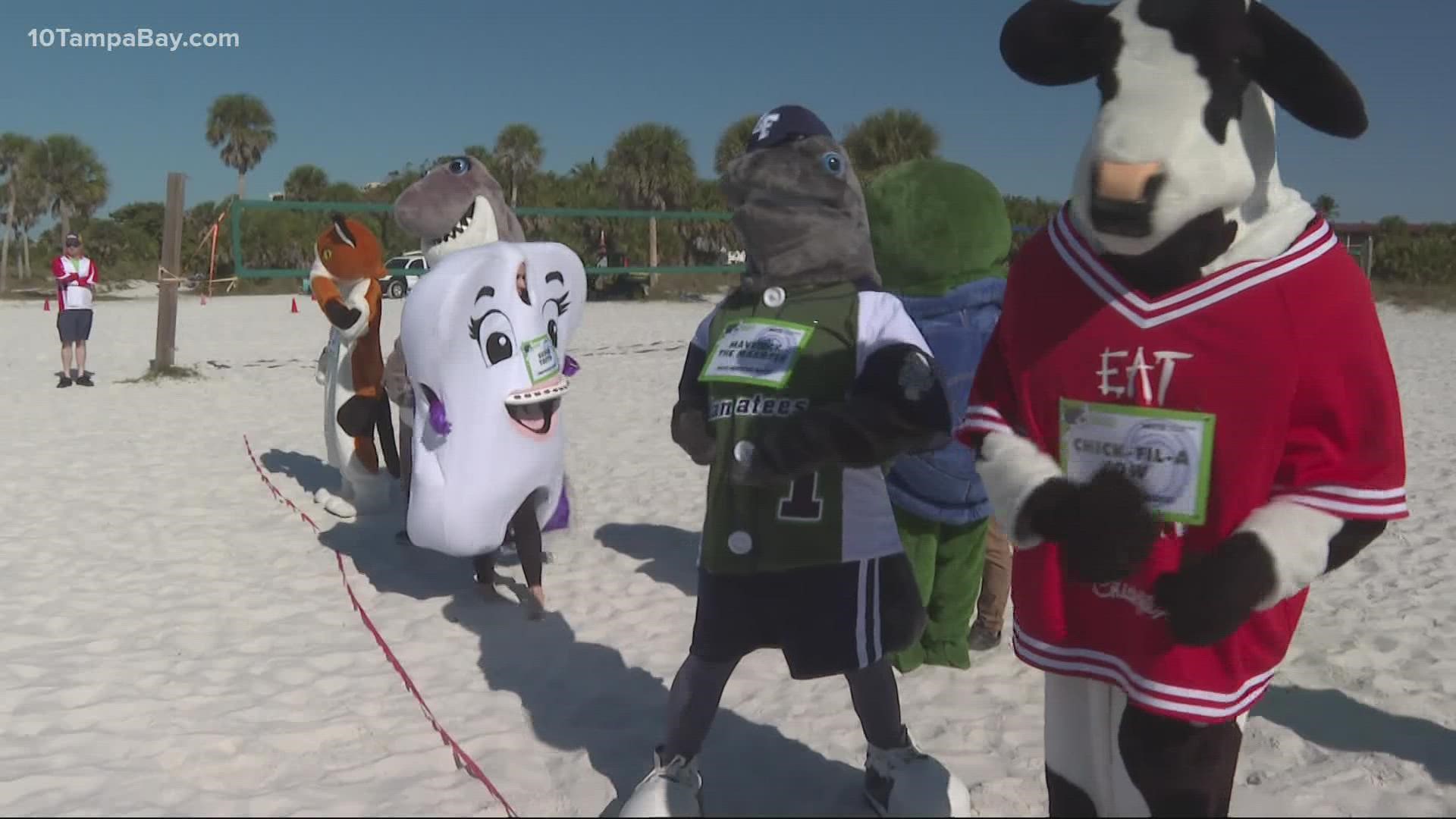 Mascots race on Siesta Key ahead of MOTE's Run for the Turtles | wtsp.com